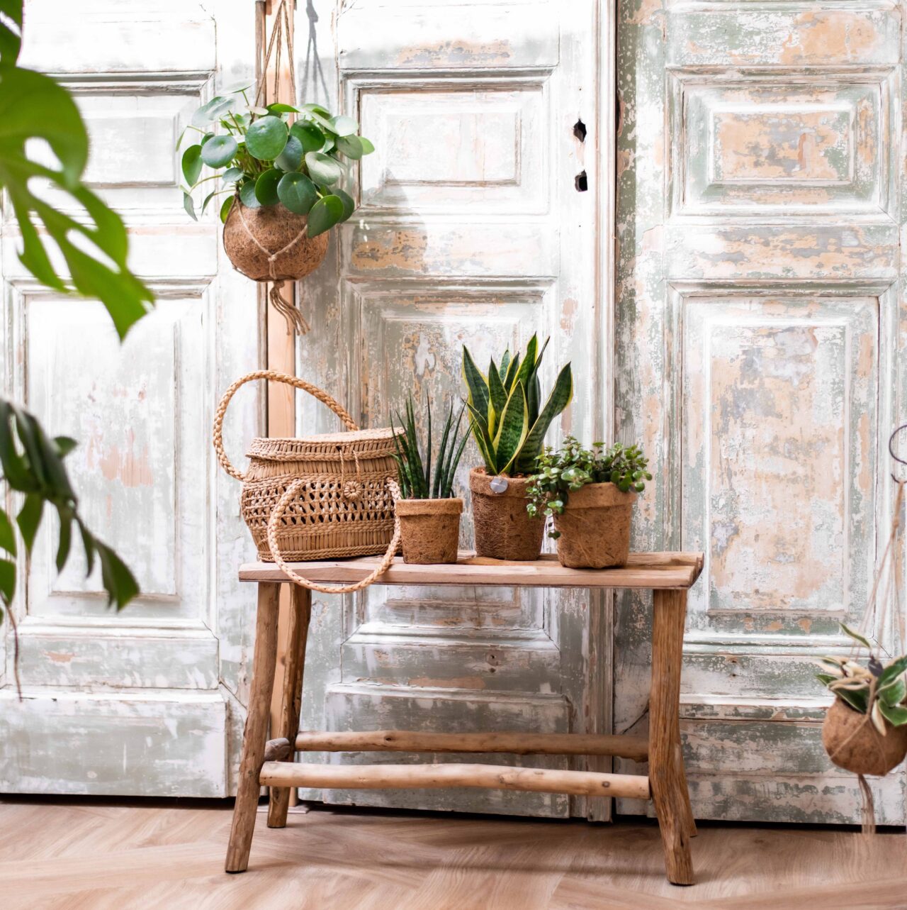 A Gift From Nature - Kokodama