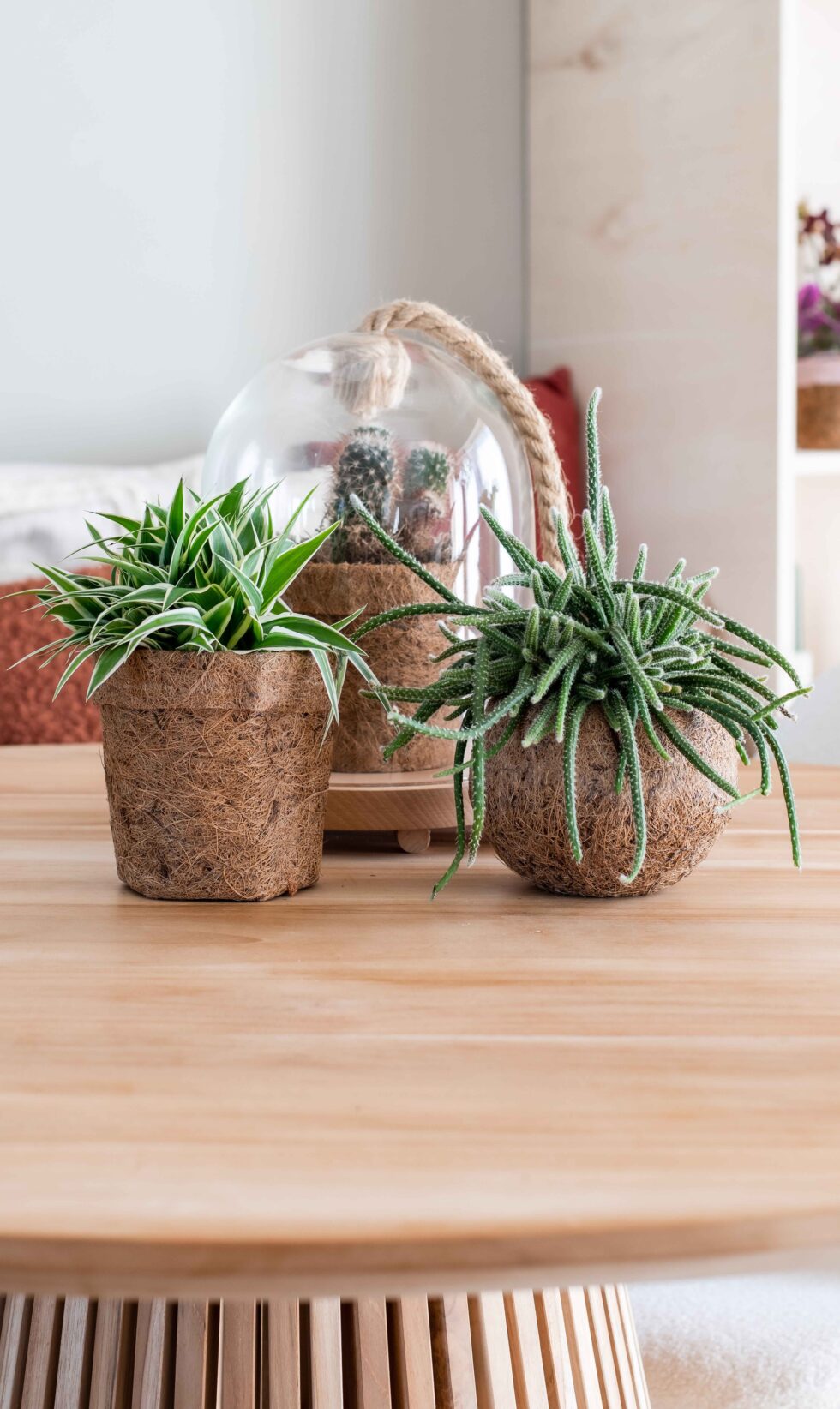 Collection - Kokodama