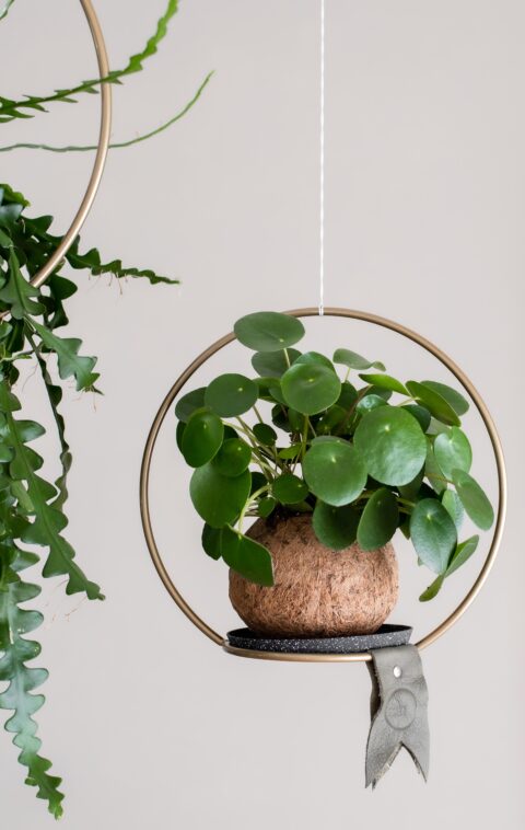 A Gift From Nature - Kokodama