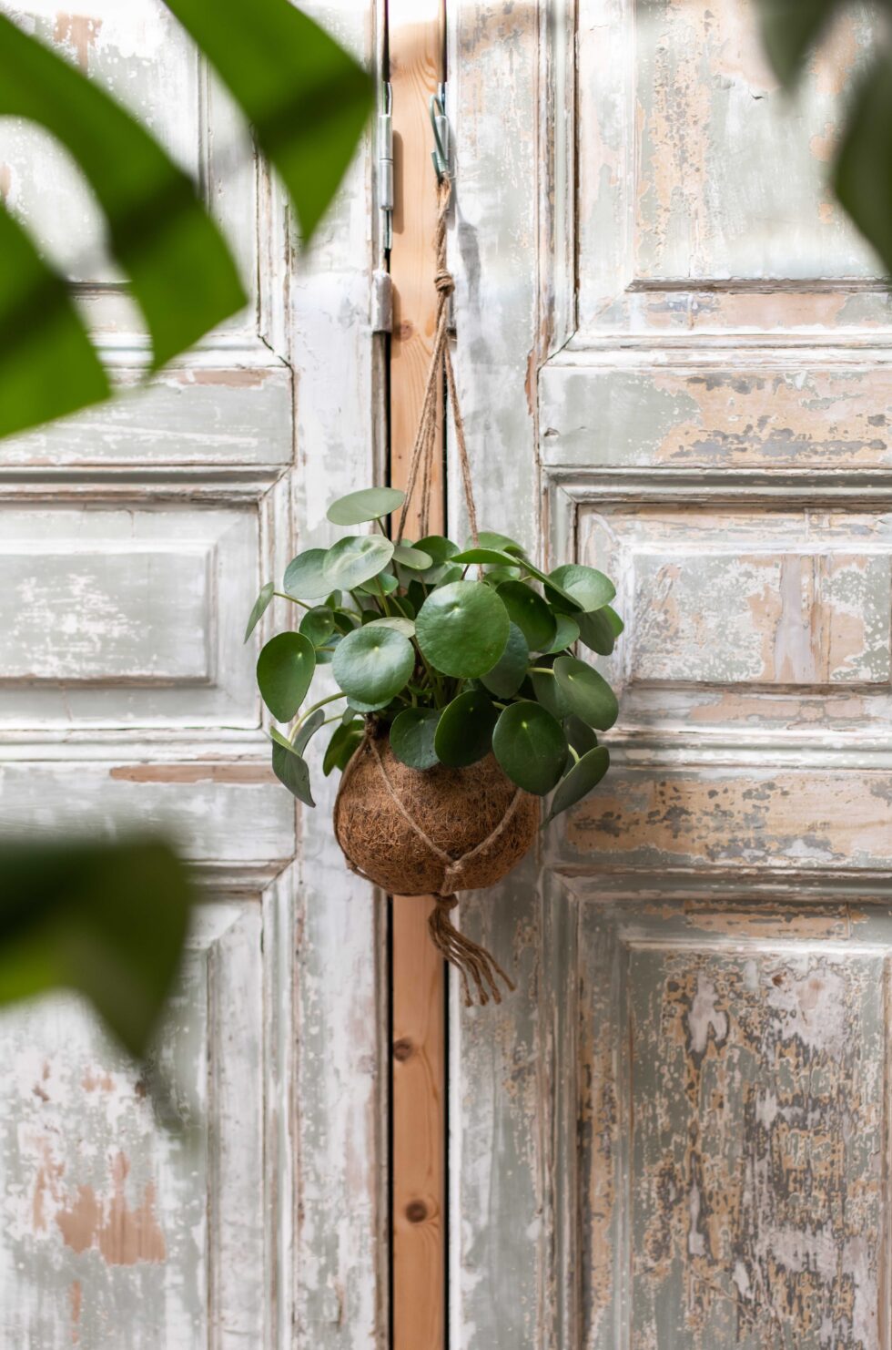 A Gift From Nature - Kokodama