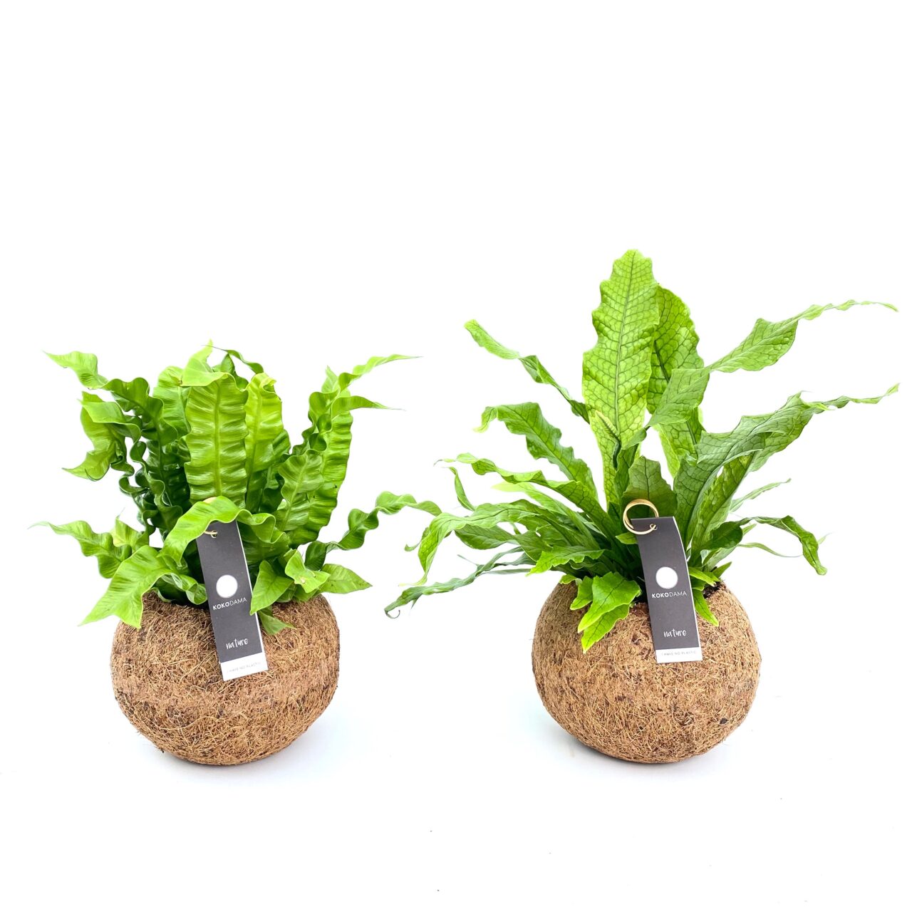 Collection - Kokodama