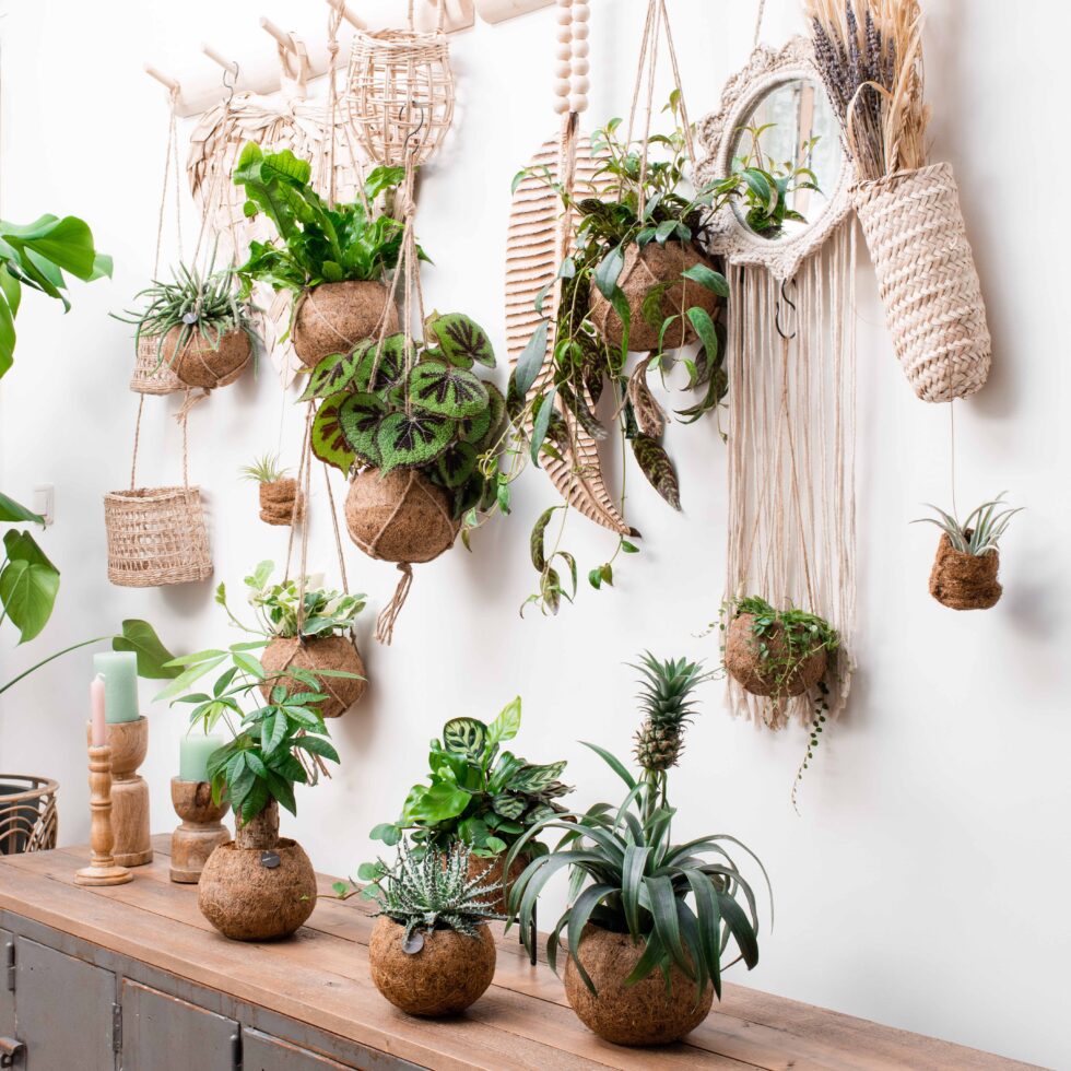 Collection - Kokodama