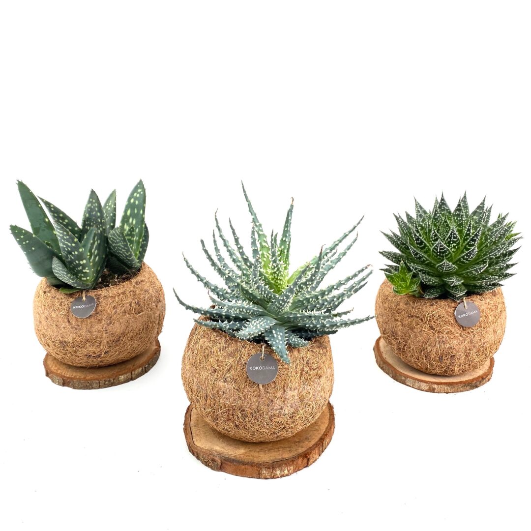 Collection - Kokodama