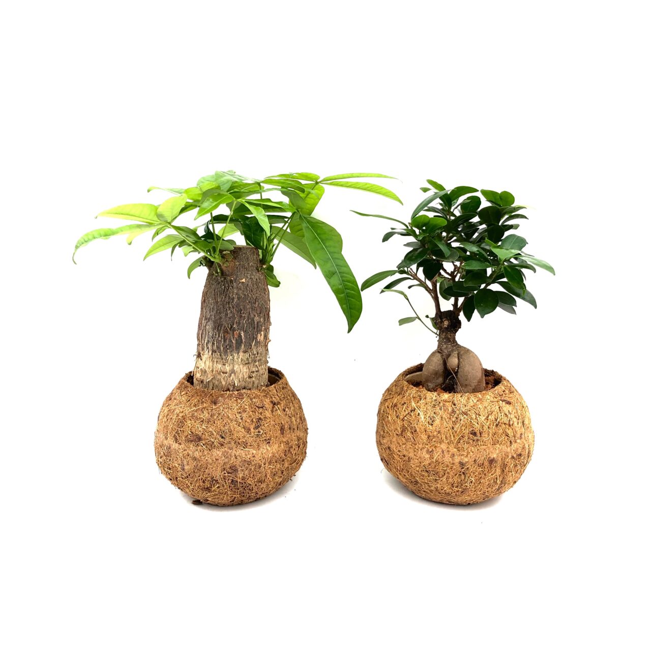 Collection - Kokodama