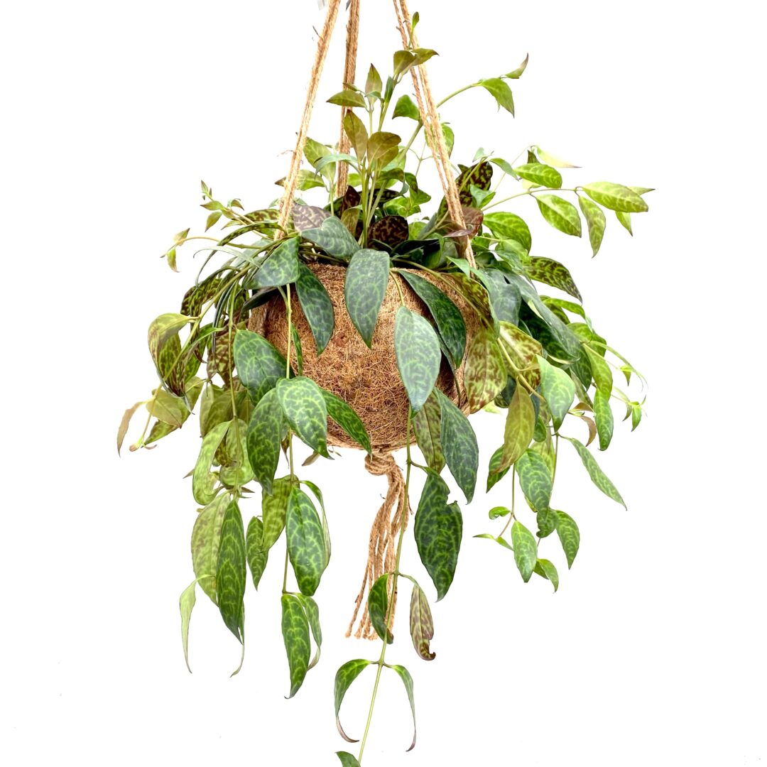 Collection - Kokodama